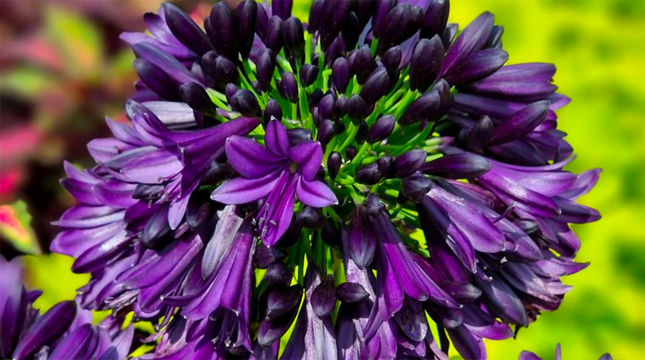 Agapanthus Black Jack wins RHS Chelsea Plant of the Year 2023 - VIDEO | HortWeek