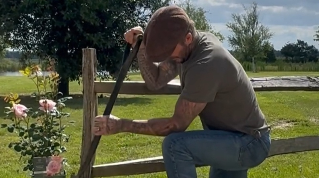 David Beckham plants David Austin rose | HortWeek