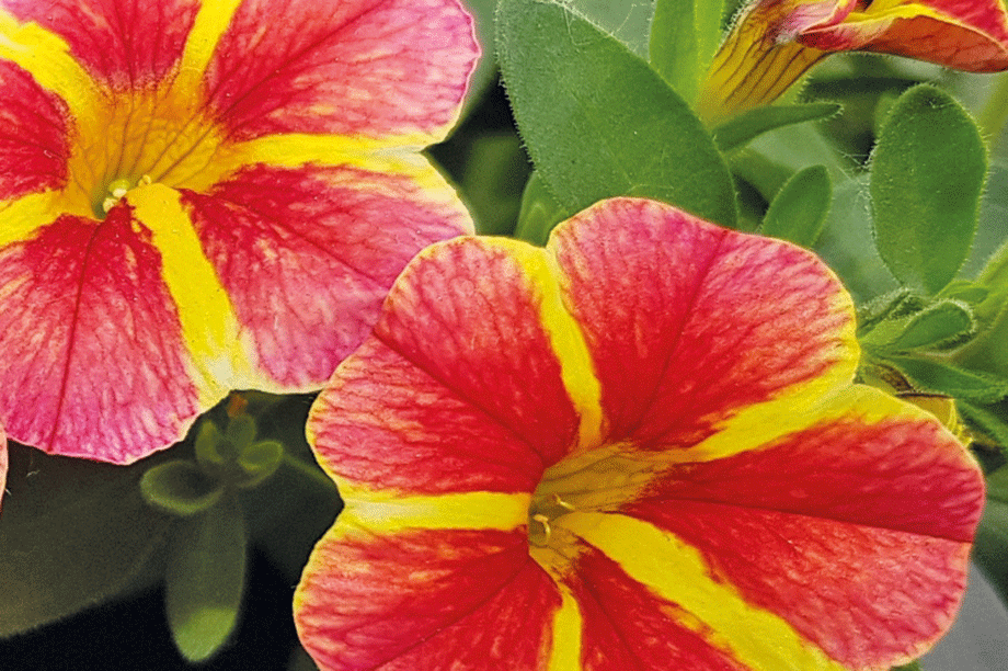 Calibrachoa Superbells - Cardinal Star | HortWeek