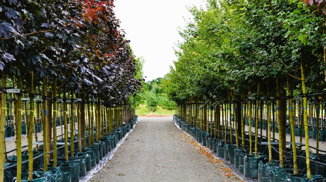 Wyevale Nurseries to showcase British-grown native container tree range ...