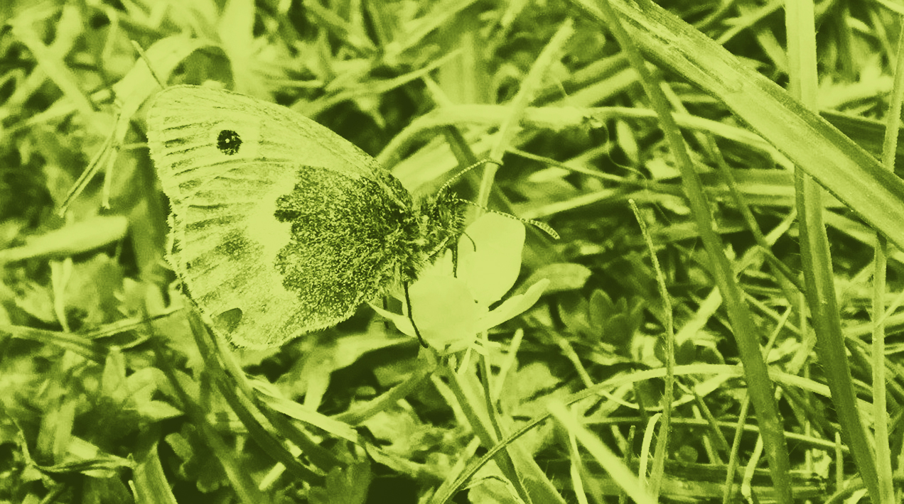 HORTWEEK SURVEY: BNG one year on - how is it going? | HortWeek