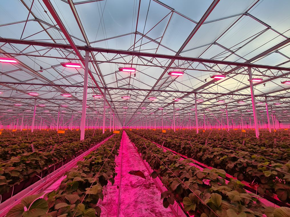 LED mythbusting: why you need to rethink switching | HortWeek