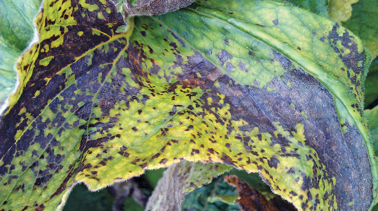 Leaf and stem nematodes: how cultural controls and nursery hygiene are ...