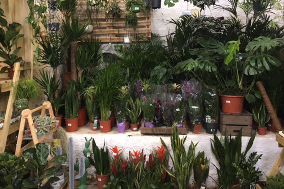 The Horticultural Chart Of Houseplants In 2020 Common UK: Average