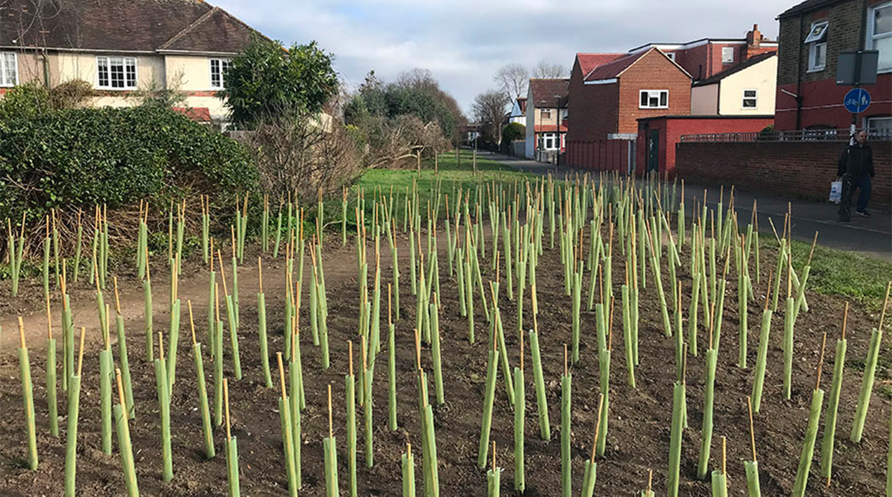 Huge tree planting tender opportunity in Barnet | HortWeek