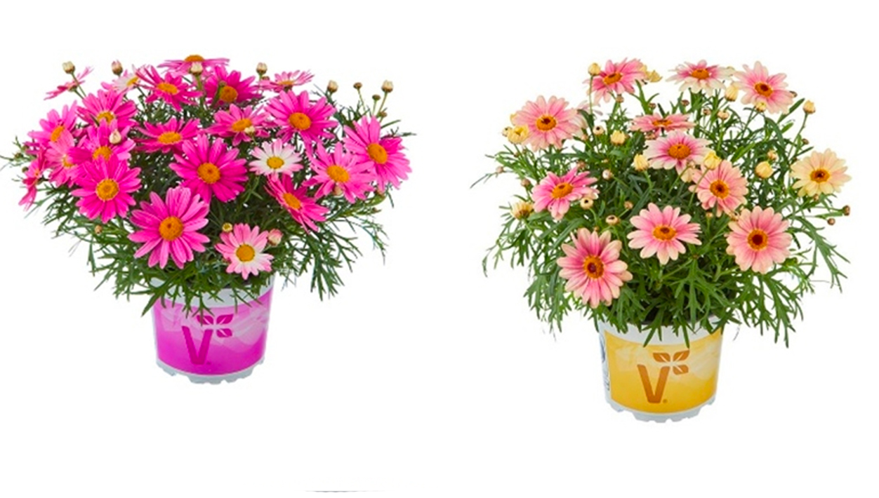 Volmary to launch new plants at Four Oaks | HortWeek