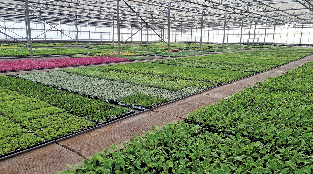 HortWeek | Latest horticulture industry news and jobs