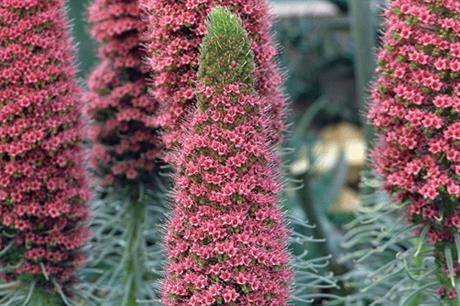 Echium | HortWeek