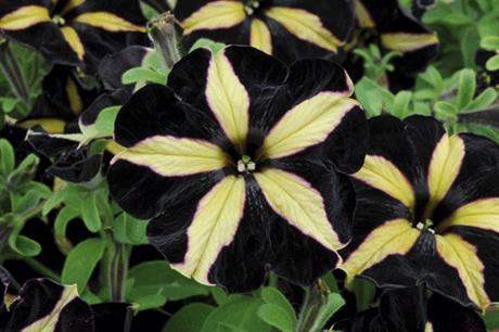 Best New Variety - Bedding plants: Petunia 'Phantom' Petunia x Hybrida ...