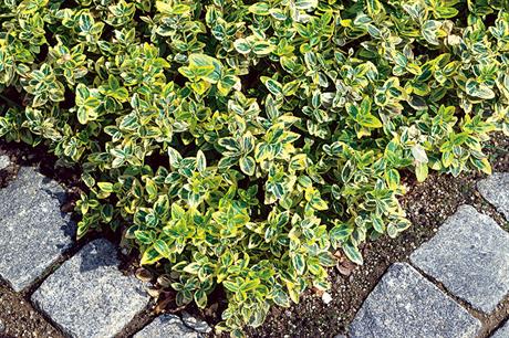 Hedging - what are the alternatives to box? | HortWeek
