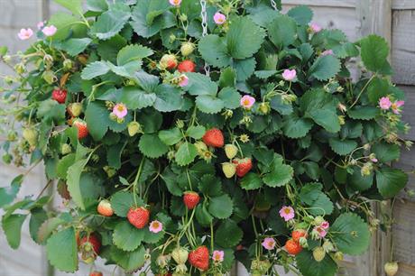 Strawberry Just Add Cream ('Tmstr14pnk') | HortWeek