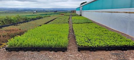 Rodney Shearer launches Elsoms Trees to 'unlock the potential of ...