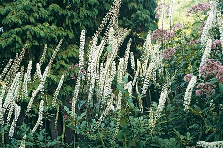 Actaea | HortWeek