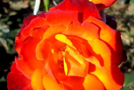 Rose grower founded in 18th century to close | HortWeek