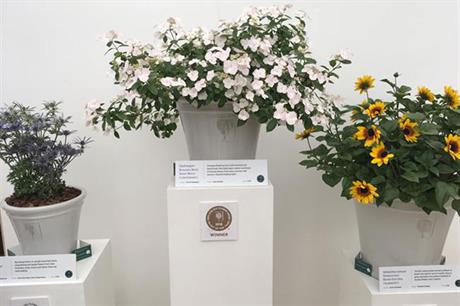 RHS U-turn on new plants judging | HortWeek