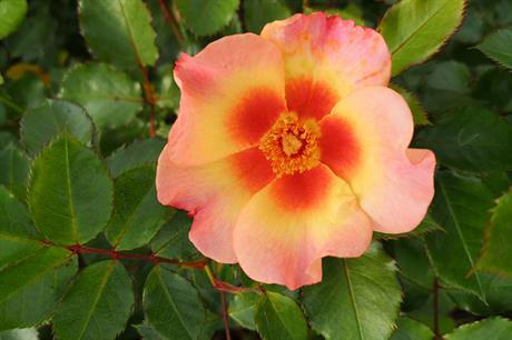 Rosa Persica collection holder promotes burgeoning species | HortWeek