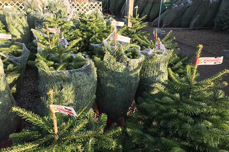 Christmas trees selling through | HortWeek