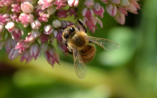 First needle-free nasal adrenaline spray for anaphylaxis now available ...