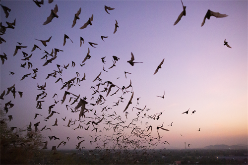 Denmark delays offshore wind-fed green hydrogen project over 'bat ...