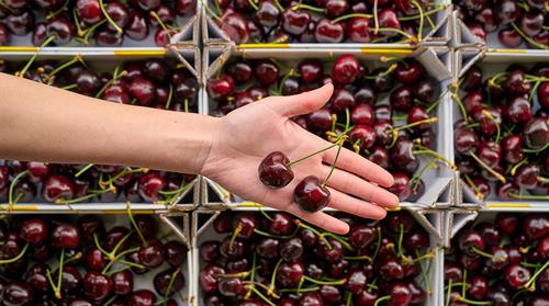 National Cherry Day research finds British cherries are best | HortWeek