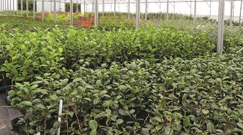 HortWeek | Latest horticulture industry news and jobs