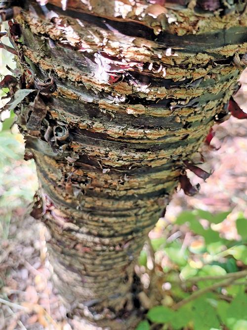 Tree a Week: Prunus rufa | HortWeek