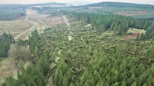 Images show widespread damage from Storm Eowyn to forests | HortWeek
