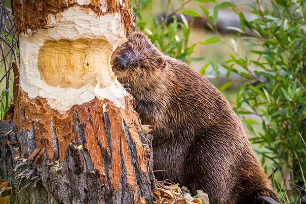 Beavers are set to be reintroduced in the UK. Photograph: Troy Harrison ...