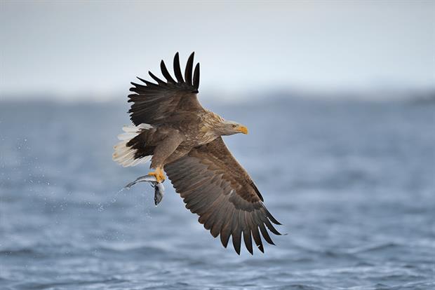 ‘Difficult times’: Natural England overhauls planning, licensing and ...