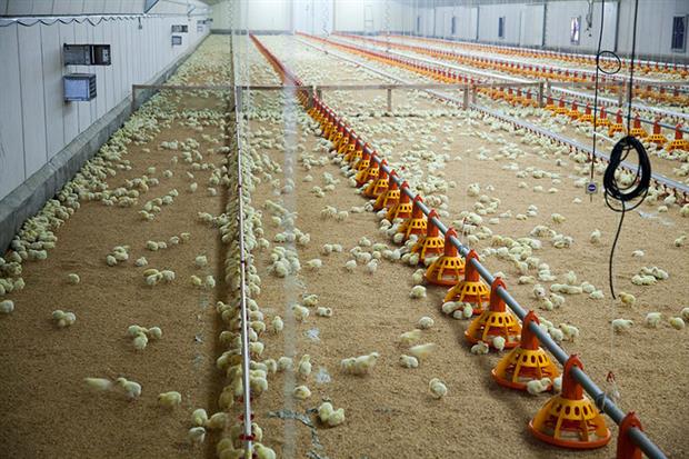 Planning permission for intensive poultry farm quashed on odour grounds