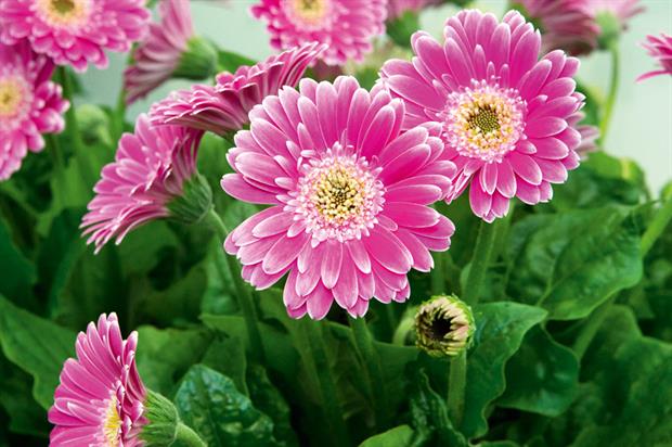 Gerbera Garvinea Sweet Surprise | Horticulture Week