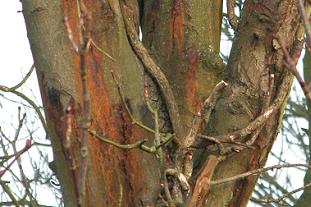 Horse chestnut canker research could provide key to tackling disease ...