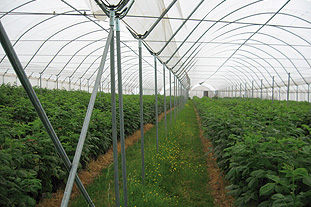 Polytunnels | Horticulture Week