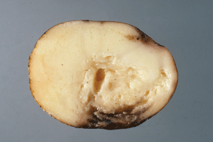 FERA PLANT DISEASE FACTSHEET: Bacterial rots of potato tubers ...