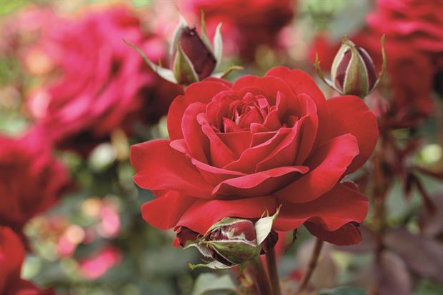 Fryers Rose Garden Centre Knutsford | Fasci Garden