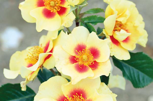 'Eye of the Tiger' rose | Horticulture Week