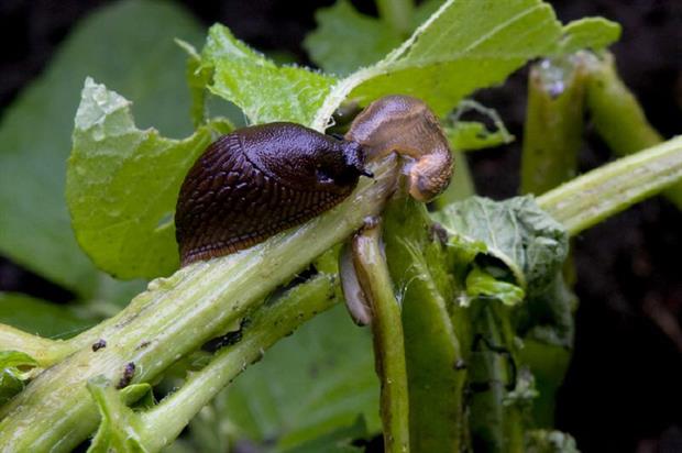 UK: Matching pellet choice to situation key to slug control – Potato ...