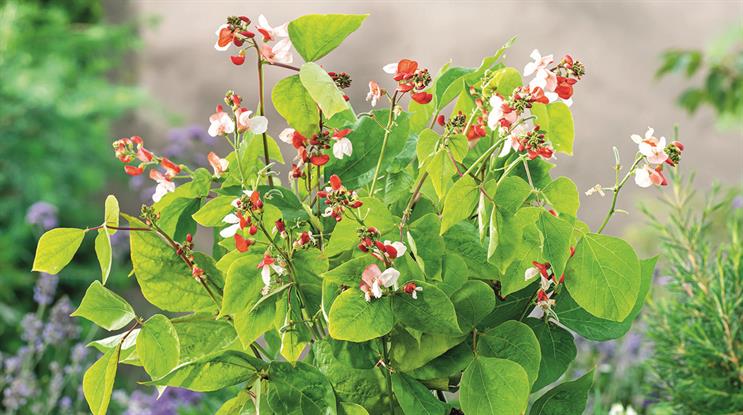 Retail Plant Focus | Horticulture Week