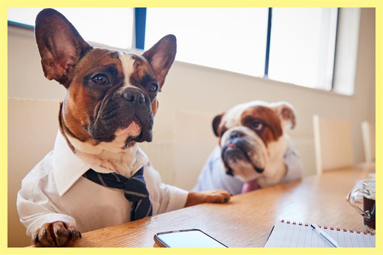 Assistance dogs, emotional support iguanas, therapy snakes: do ...