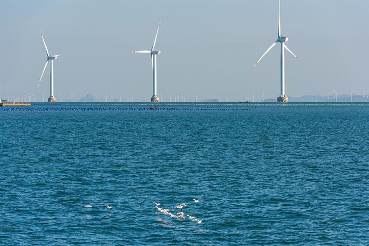 Ørsted backs AI bird-tracking at offshore wind farms | Windpower Monthly