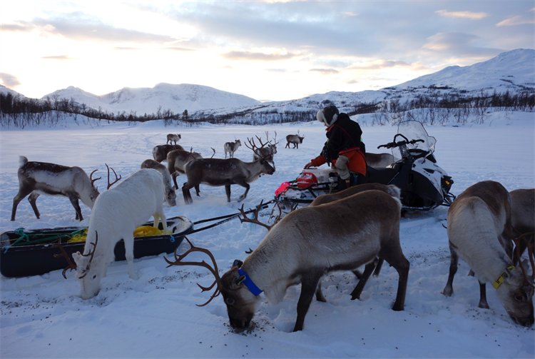 Exclusive: Sami council leader opposes planned 800MW wind farm in ...