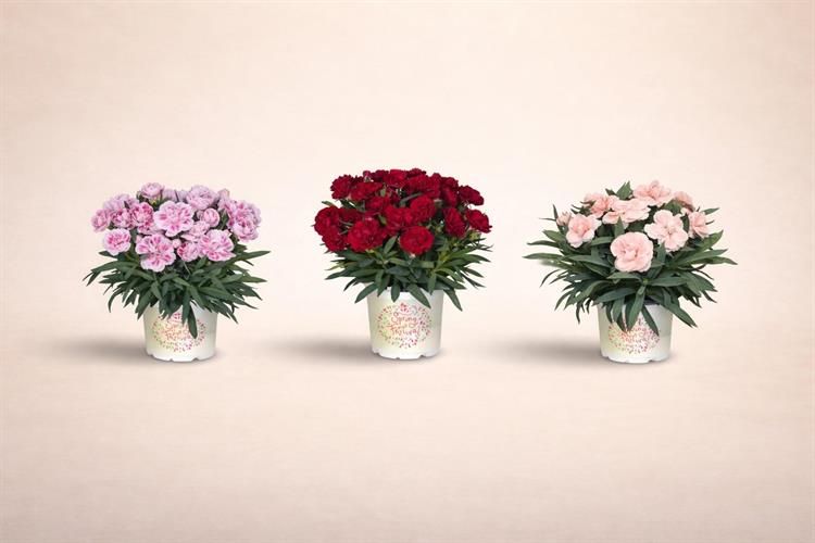 Dümmen Orange presents new brand experience and product highlights at ...