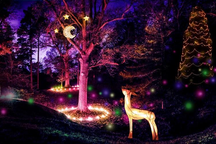Wakehurst announces dates and theme for Glow Wild 2022 | HortWeek