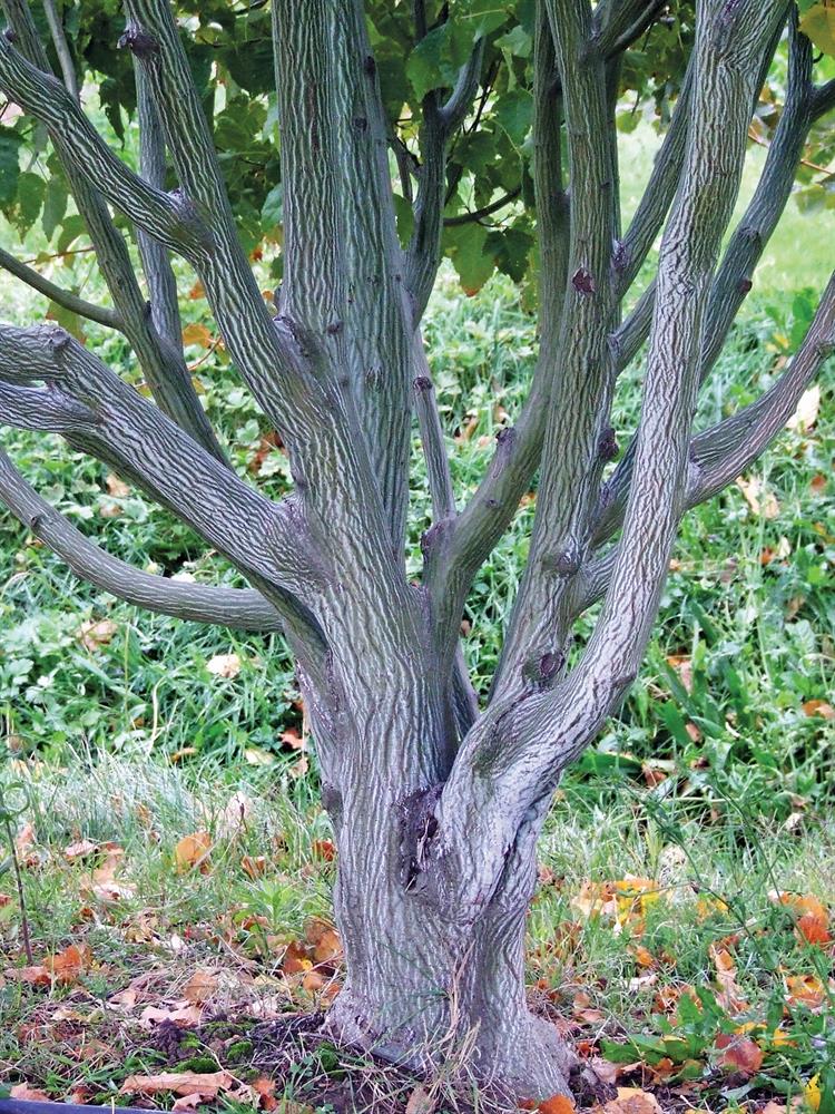 Tree a Week: Acer davidii Viper (‘Mindavi’) | HortWeek