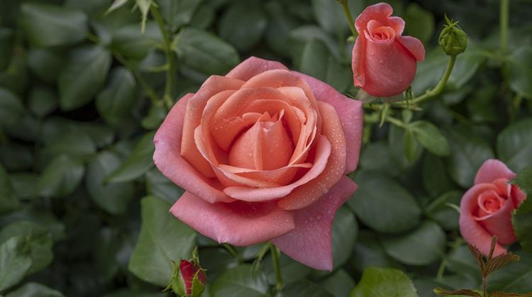 RHS names new rose for HRH the Princess of Wales | HortWeek