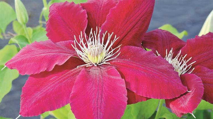 Plant Heroes: Why Rebecca became such a red-hot clematis sensation ...