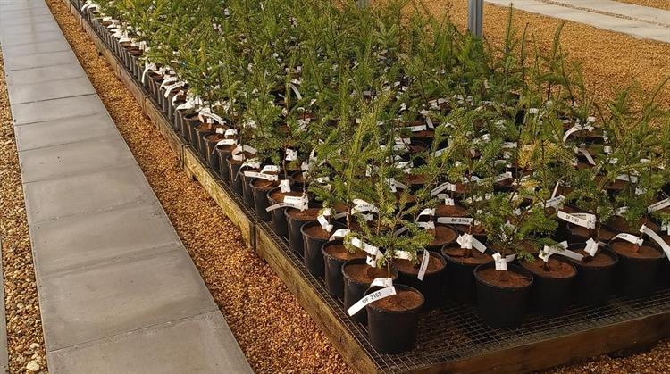 New breeding generation of British Douglas fir trees in sight | HortWeek