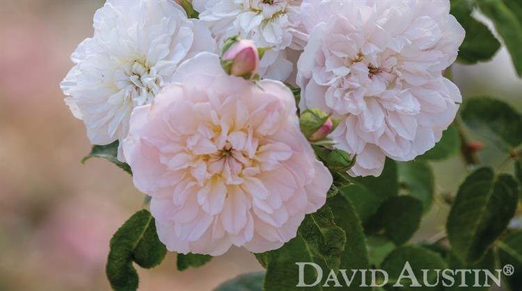 Seven regal roses handpicked by David Austin ahead of the coronation | HortWeek