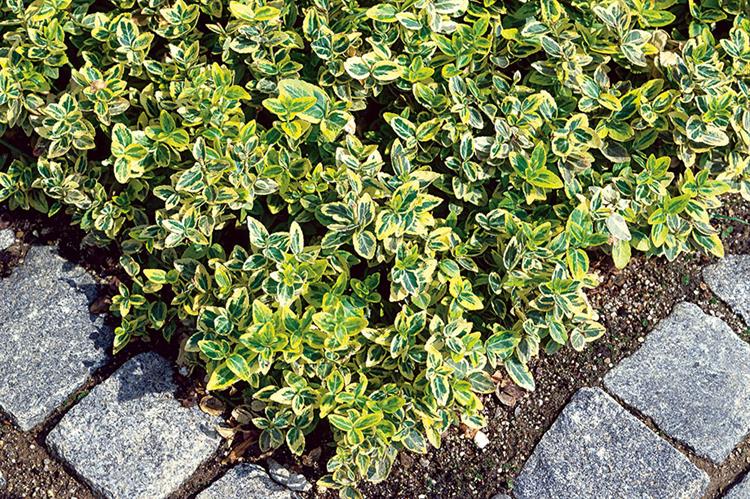 Hedging - what are the alternatives to box? | HortWeek
