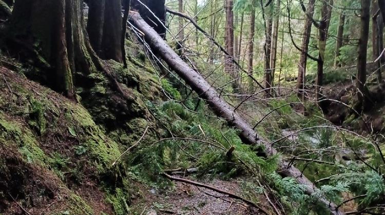 Storm Eowyn damage forces closure of Forestry and Land Scotland trail ...